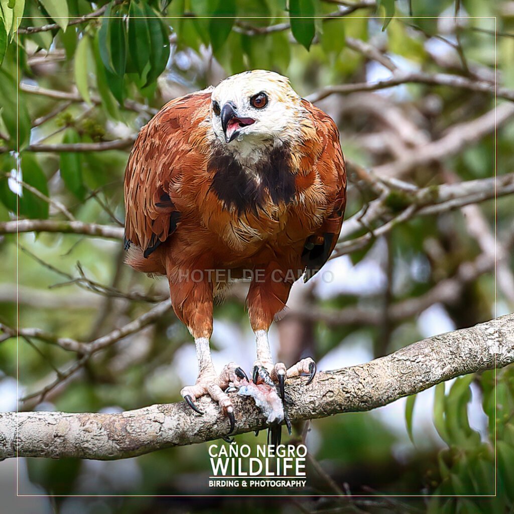 Costa Rica Vacation Rental in Caño Negro Wildlife Refuge